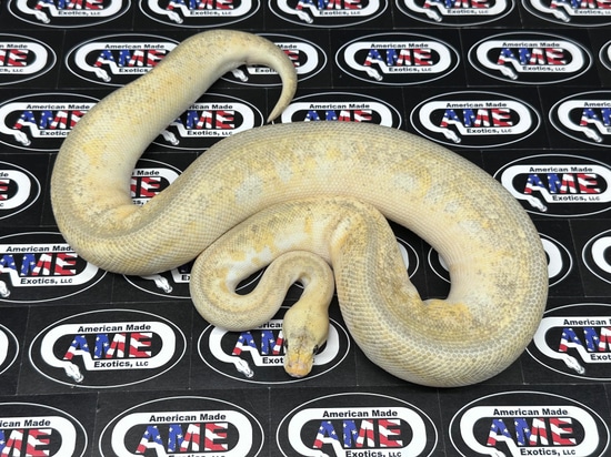 Fm Champagne Pastel Cinnamon Het Clown Ball Python by American Made ...
