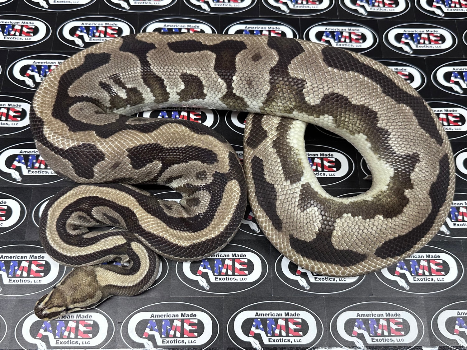 Leopard Enchi Fire 100% Het Pied 100% Het Albino Proven Breeder Laid 12 ...