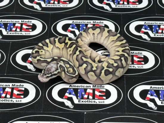 Jaguar Butter Pastel Or Super Pastel 100% Het Clown Ball Python by ...