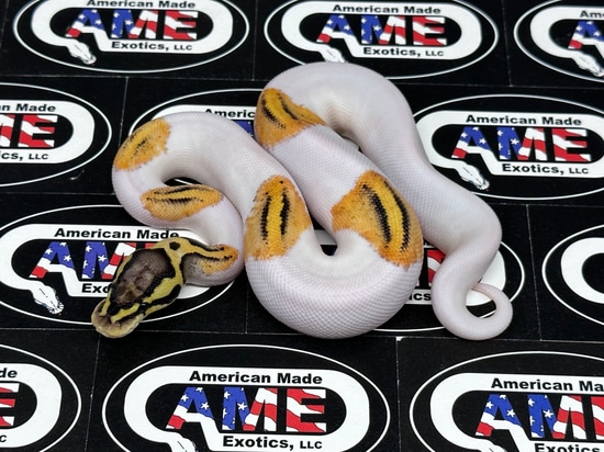 Pied Pastel Disco Possible Yellowbelly 100% Het Clown Ball Python by American Made Exotics, LLC