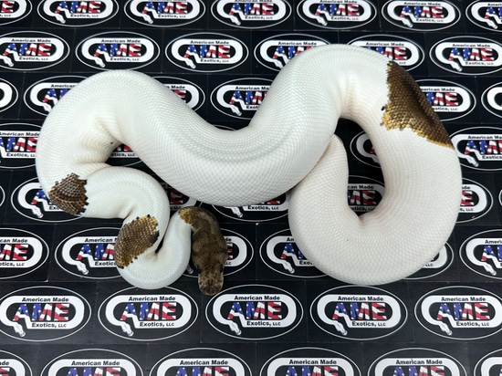 M Clown Pied Possible Leopard Ball Python by American Made Exotics, LLC
