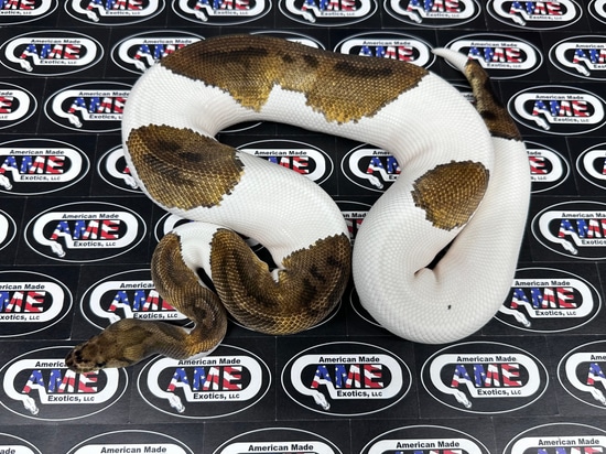 M Clown Pied Possible Leopard Ball Python by American Made Exotics, LLC