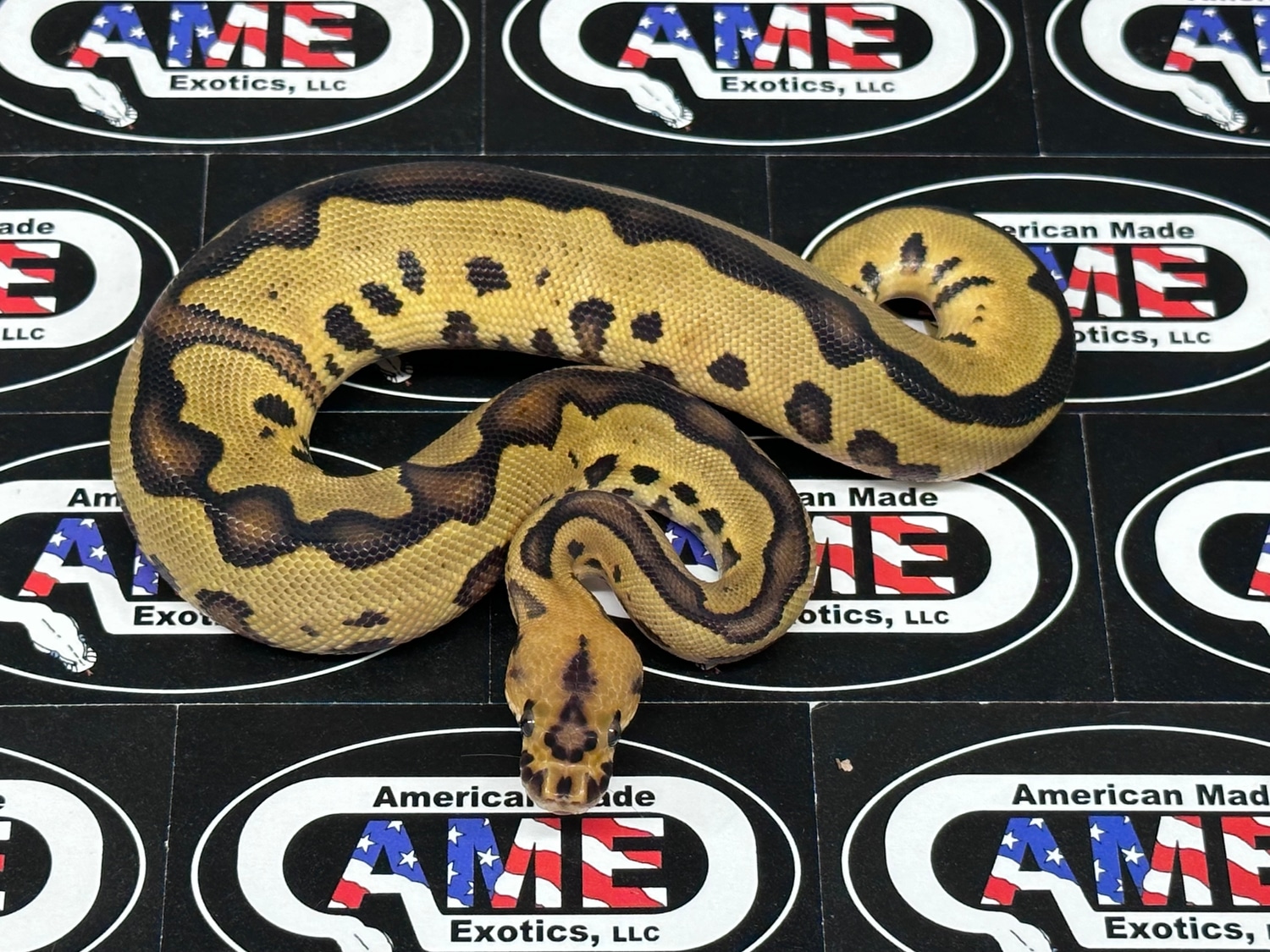 Clown Leopard Fire Possible Enchi 100% Het Pied Ball Python by American ...