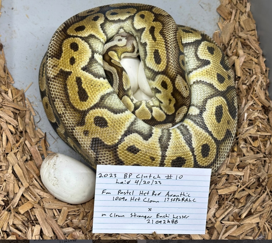 Fm Pastel Het Red Axanthic 100% Het Clown Ball Python by American Made ...