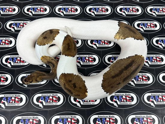 M Clown Pied Possible Leopard Ball Python by American Made Exotics, LLC