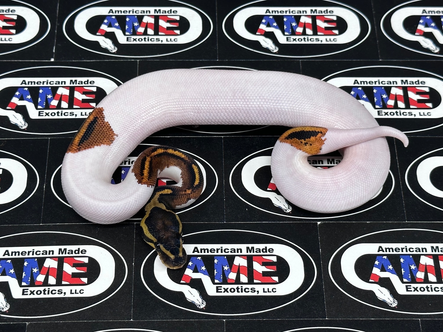 Yellowbelly Pied 100% Het Clown Ball Python by American Made Exotics ...