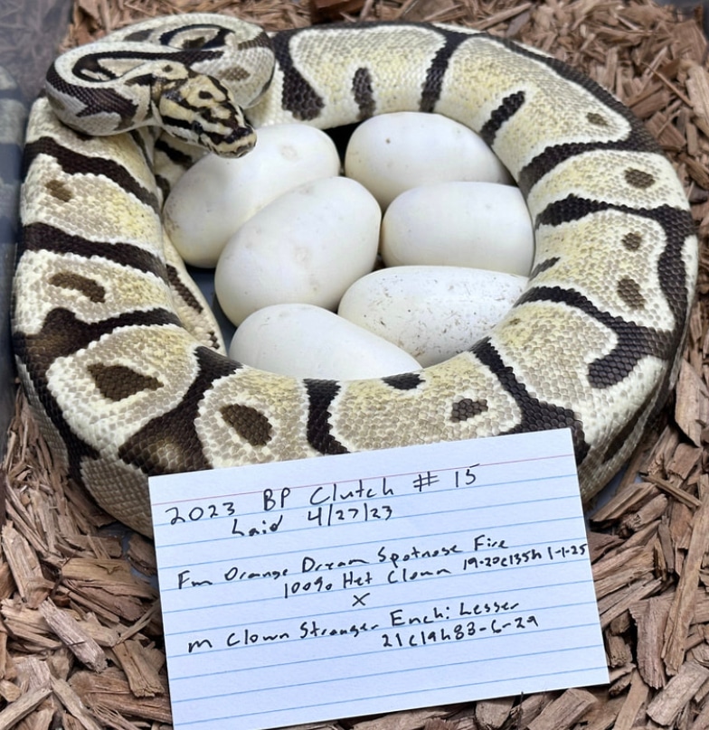 Fm Orange Dream Spotnose Fire 100% Het Clown Ball Python by American ...