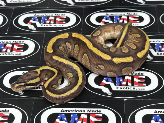 Enchi Fire Stranger 100% Het Clown Ball Python by American Made Exotics ...