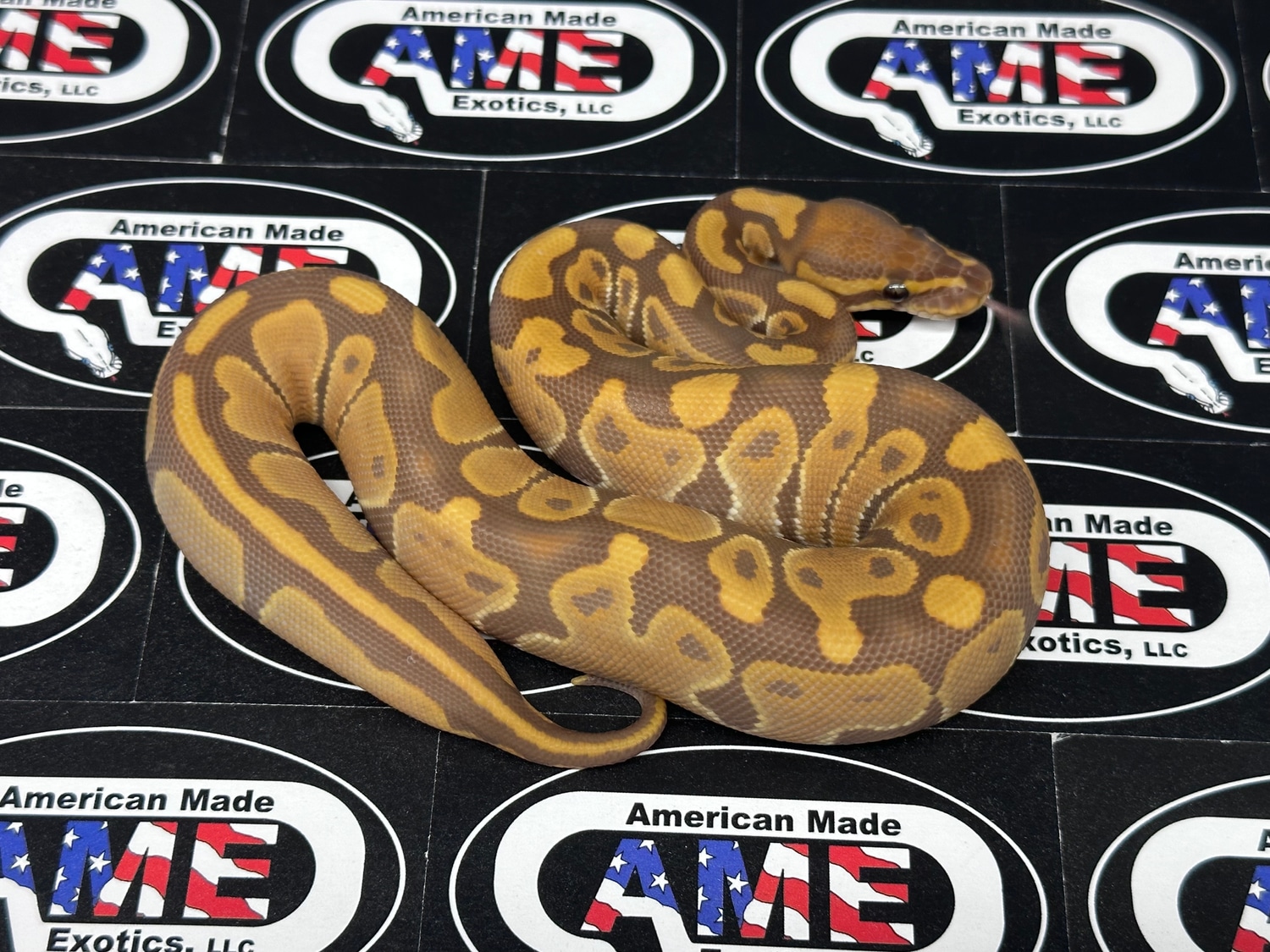 Ultramel 100% Het Pied Ball Python by American Made Exotics, LLC ...