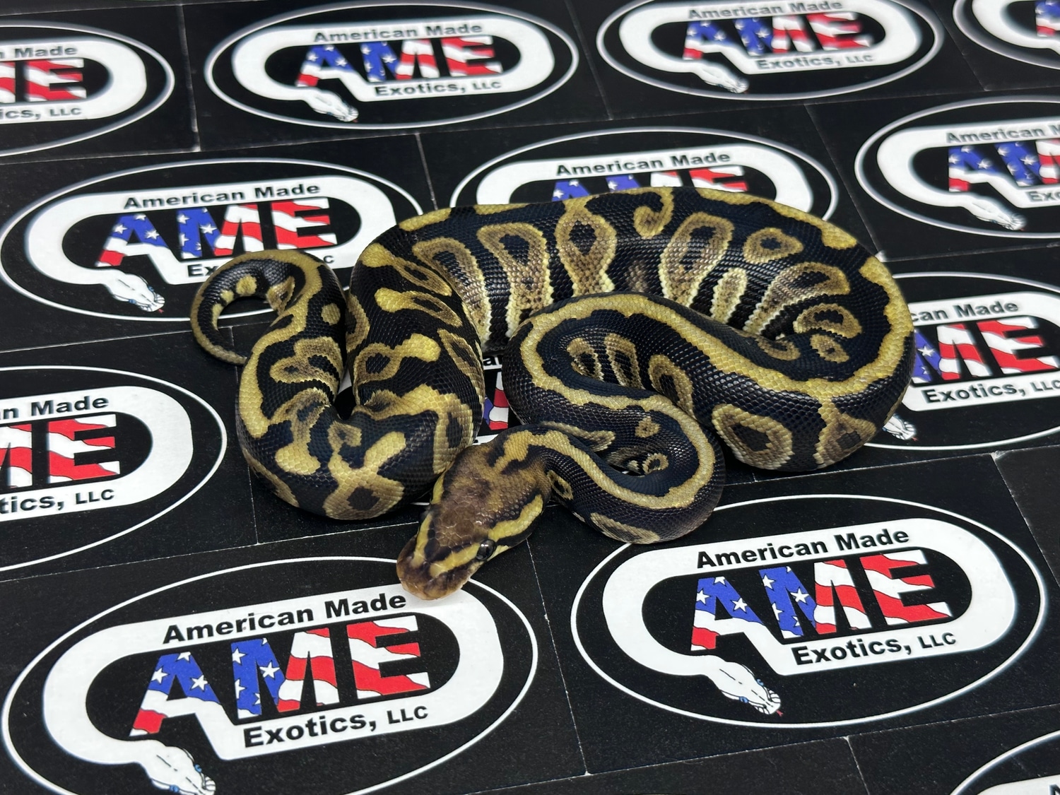 Chocolate Spotnose (Possible Leopard) 100% Het Clown 100% Het Albino ...