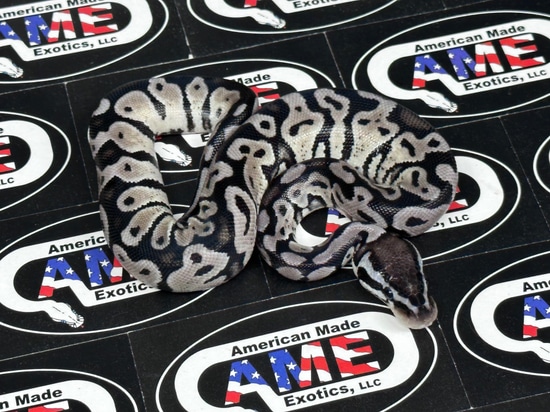 VPI Axanthic Pastel 100% Het Hypo Ball Python by American Made Exotics, LLC