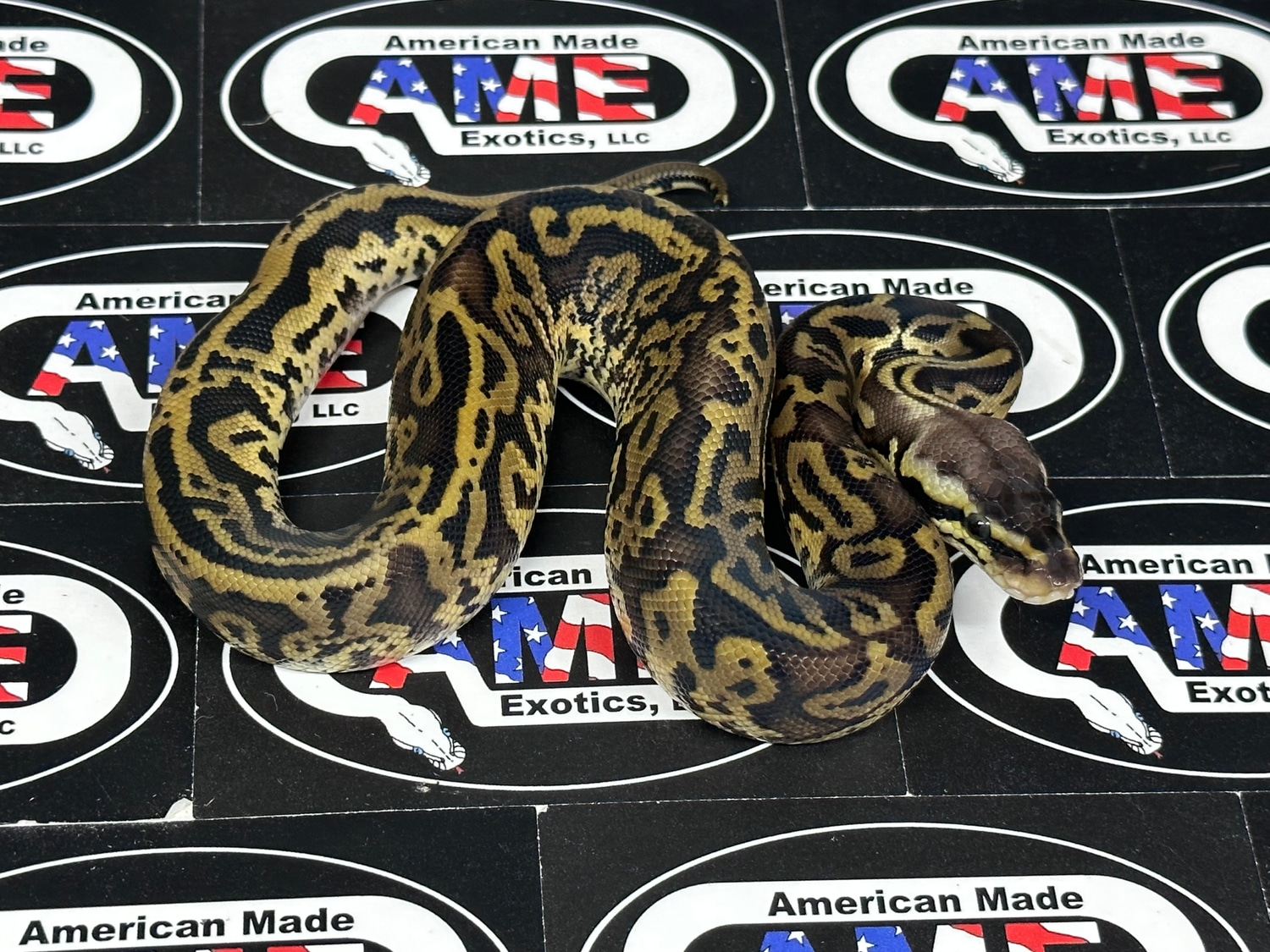 Leopard Pastel 100% Het Candy 50% Pos Het Pied Ball Python by American ...