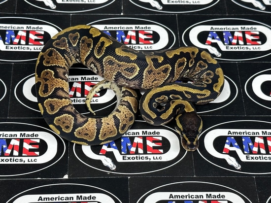 Yellowbelly 100% Het Paint Ball Python by American Made Exotics, LLC