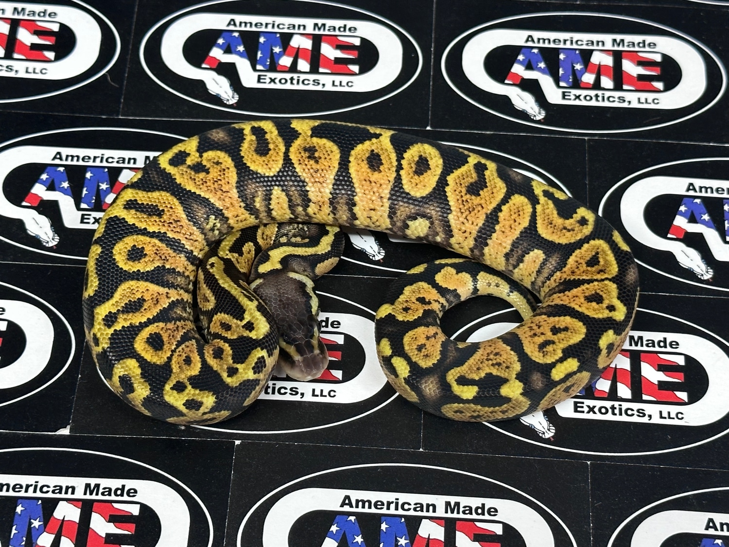 Pastel Yellowbelly 100% Het Paint Ball Python by American Made Exotics ...