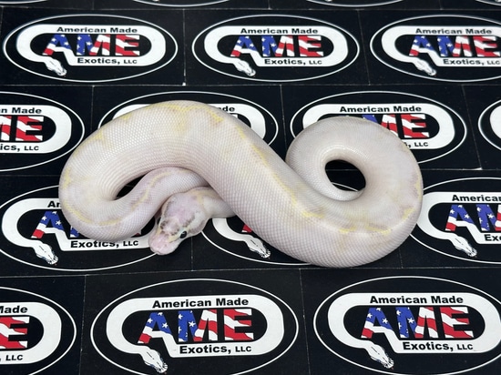 Pastel Ivory 100% Het Paint OR Visual Paint Ball Python by American Made Exotics, LLC