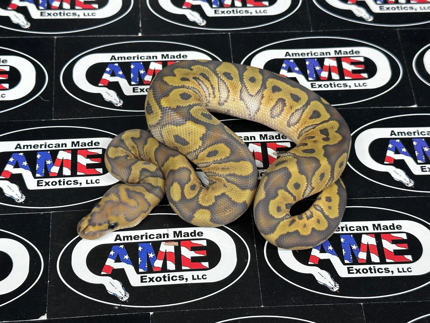 Clown Hypo Ball Python by American Made Exotics, LLC - MorphMarket