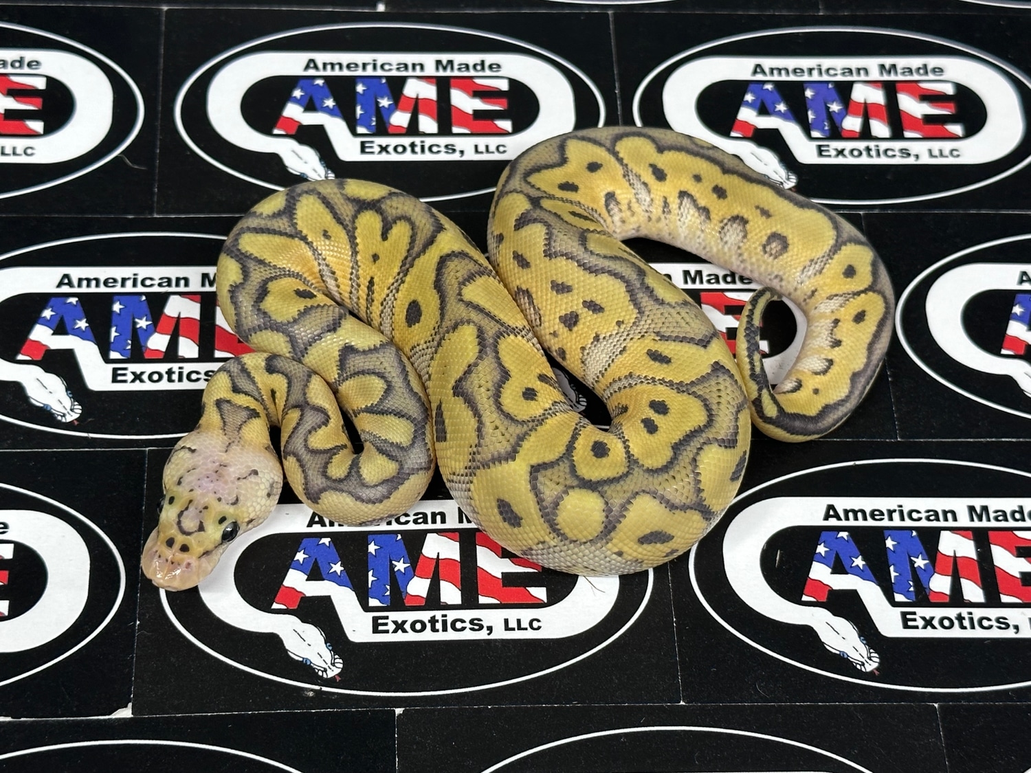 Clown Hypo Pastel Ball Python by American Made Exotics, LLC - MorphMarket
