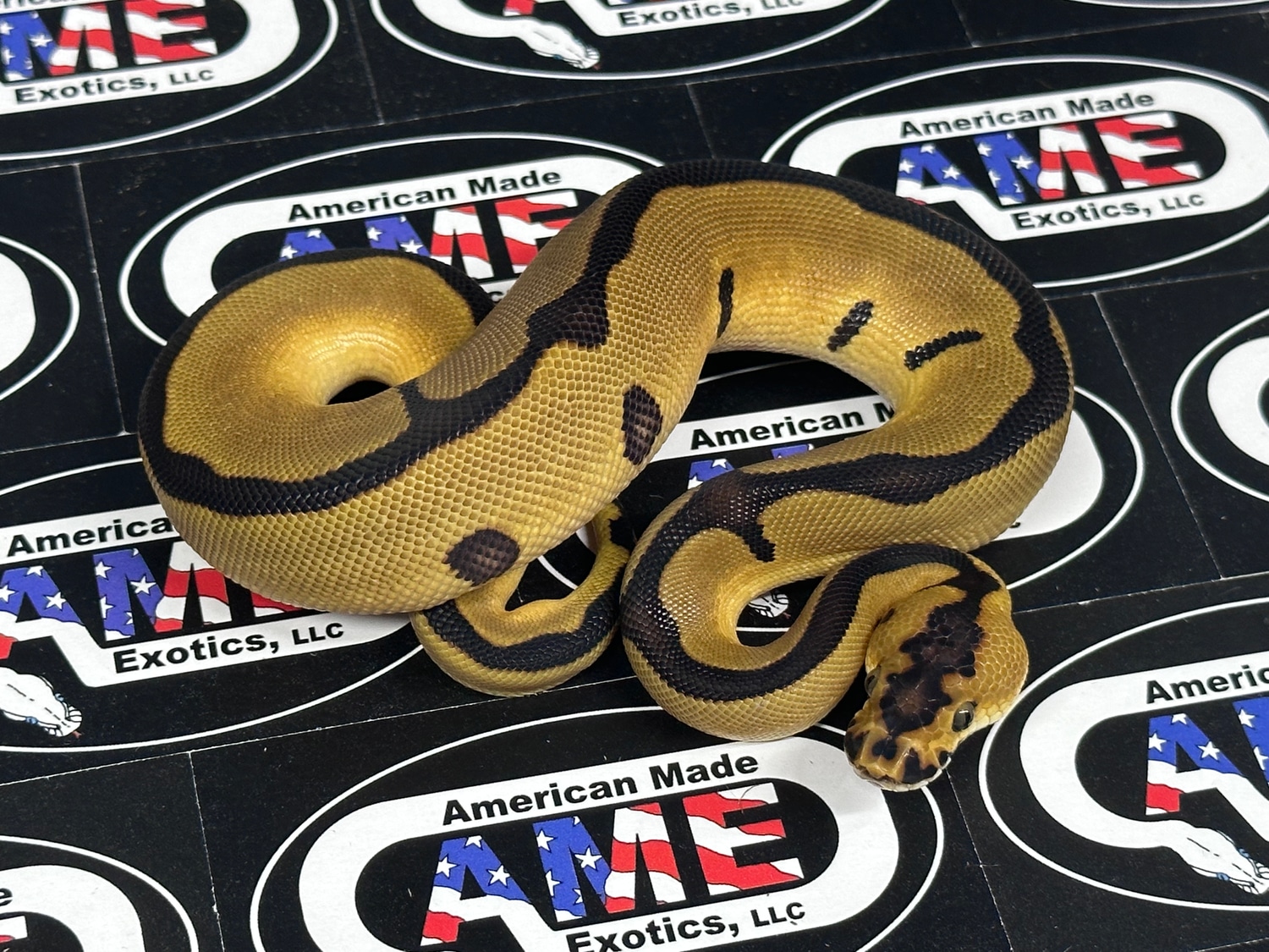 Clown Leopard Enchi 100% Het Lavender Ball Python by American Made ...
