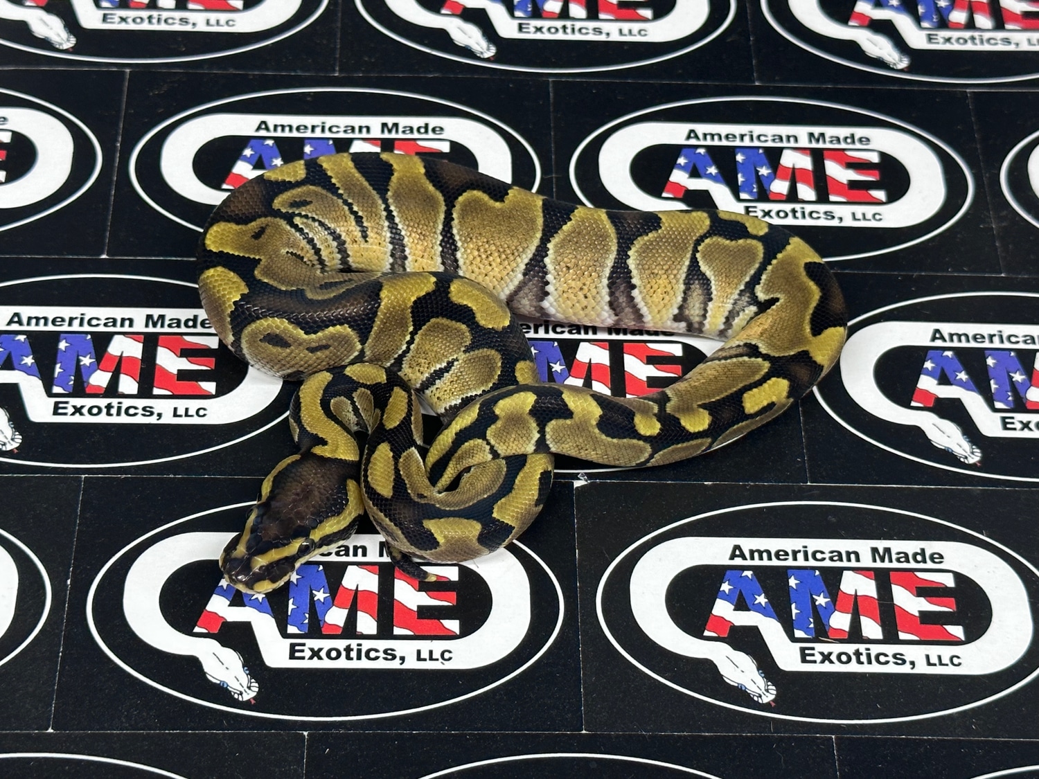 Enchi 100% Het VPI Axanthic 100% Het Hypo Ball Python by American Made ...