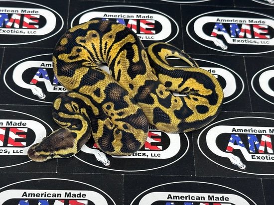 Leopard Pastel 100% Het Puzzle Ball Python by American Made Exotics, LLC