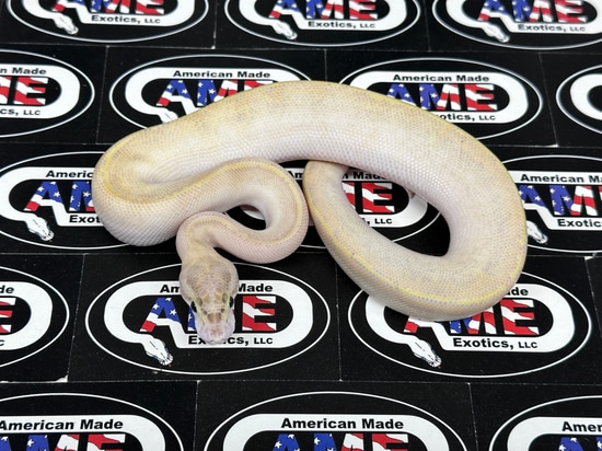 Ivory 100% Het Paint OR Visual Paint Ball Python by American Made Exotics, LLC