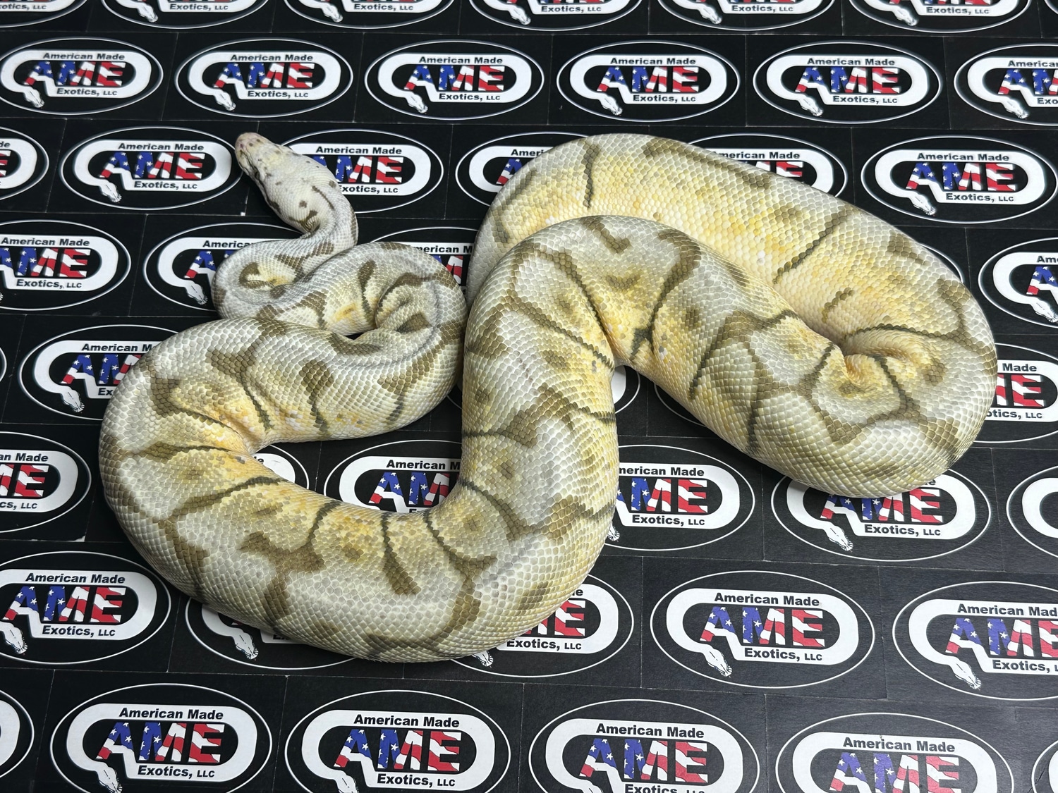Killerbee 100% Het Clown 100% Het Genetic Stripe Ball Python by ...