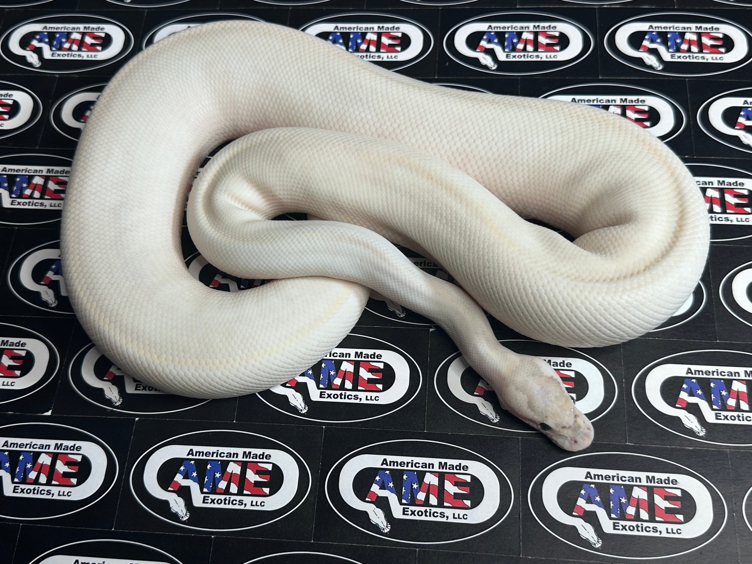 Ivory Possible Fire Ball Python by American Made Exotics, LLC - MorphMarket