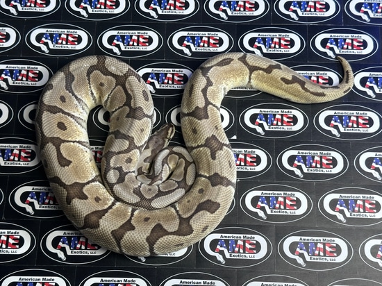 Mojave Spider 100% Het Clown 100% Het Hypo Proven Breeder Ball Python ...