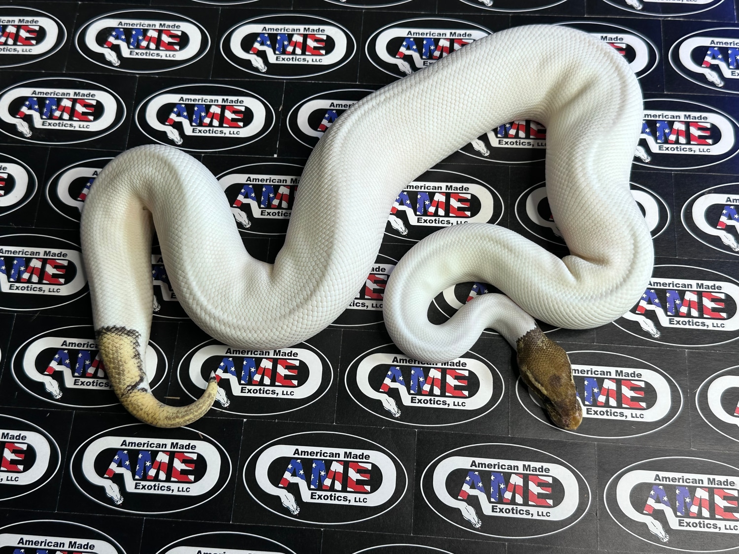 Pied Mojave (Possible Cinnamon Or Leopard Or Pastel) 100% Het Lavender ...