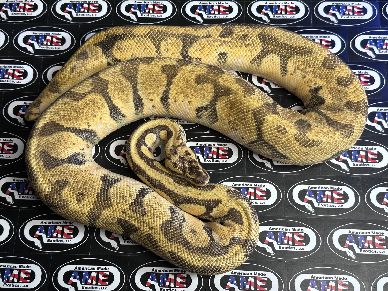 Super Enchi Pastel Proven Breeder Ball Python by American Made Exotics ...