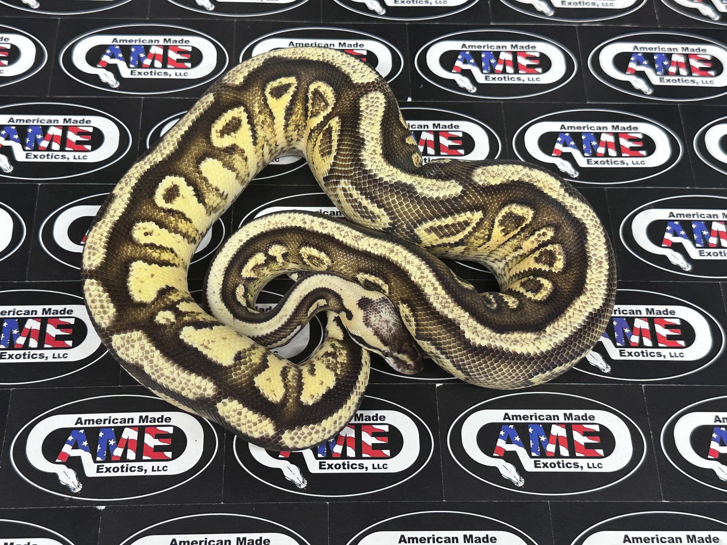 Pastel Specter Gravel Ball Python by American Made Exotics, LLC ...