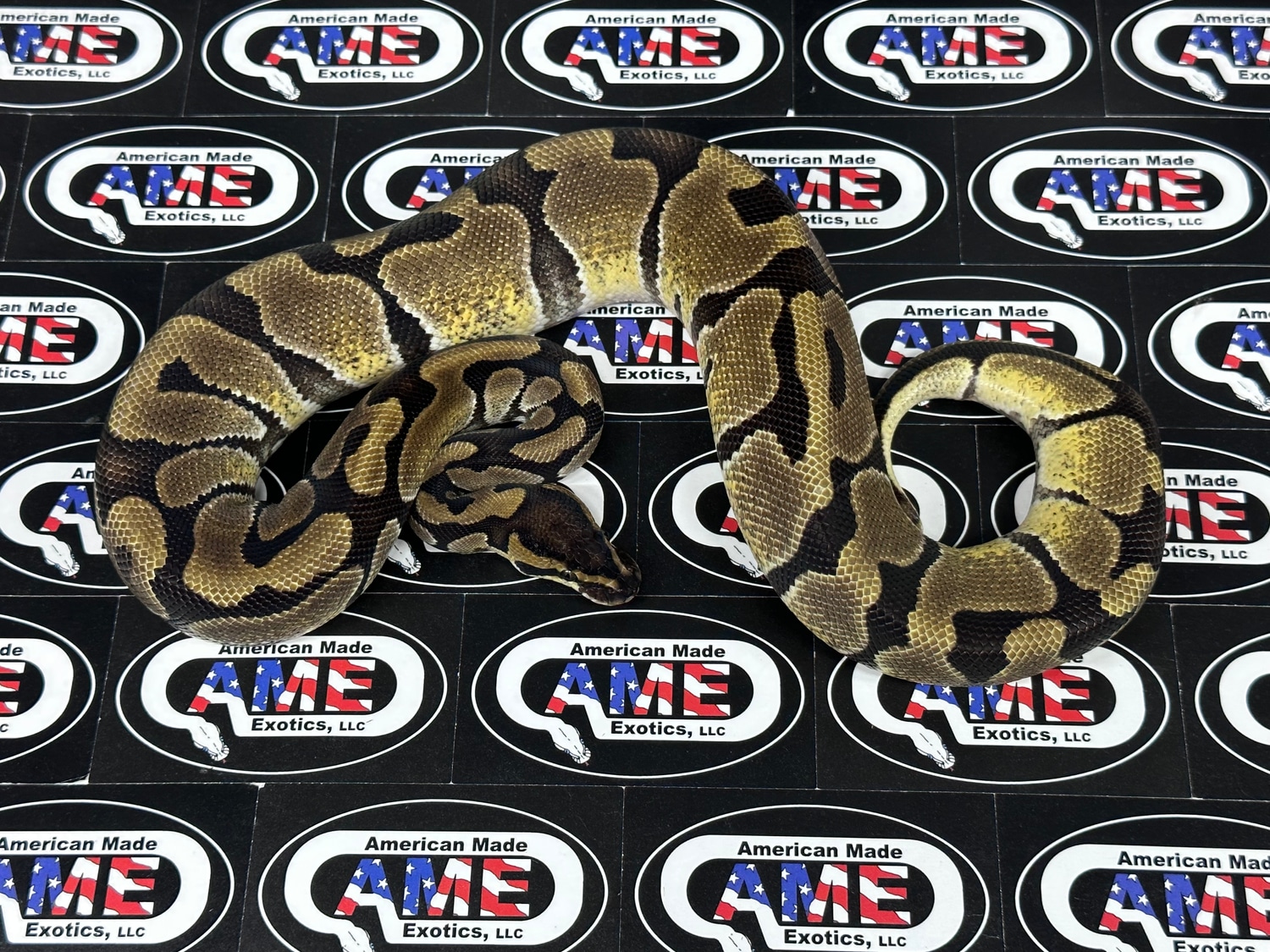 Enchi 100% Het VPI Axanthic 100% Het Hypo Ball Python by American Made ...