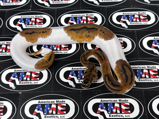 Clown Pied Possible Leopard Ball Python by American Made Exotics, LLC