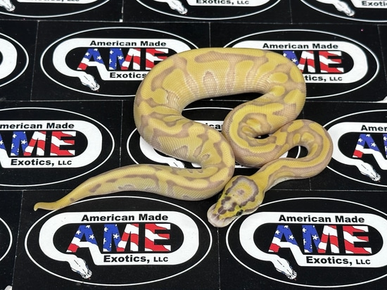 Enchi Lesser Pastel Or Super Pastel 100% Het Clown 50% Pos Het Pied ...