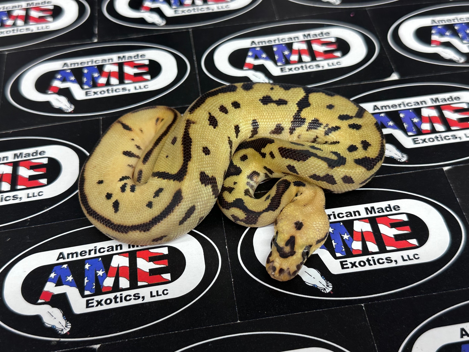 Fire Batman Aka Clown Fire Leopard Spotnose 100% Het Pied Ball Python ...