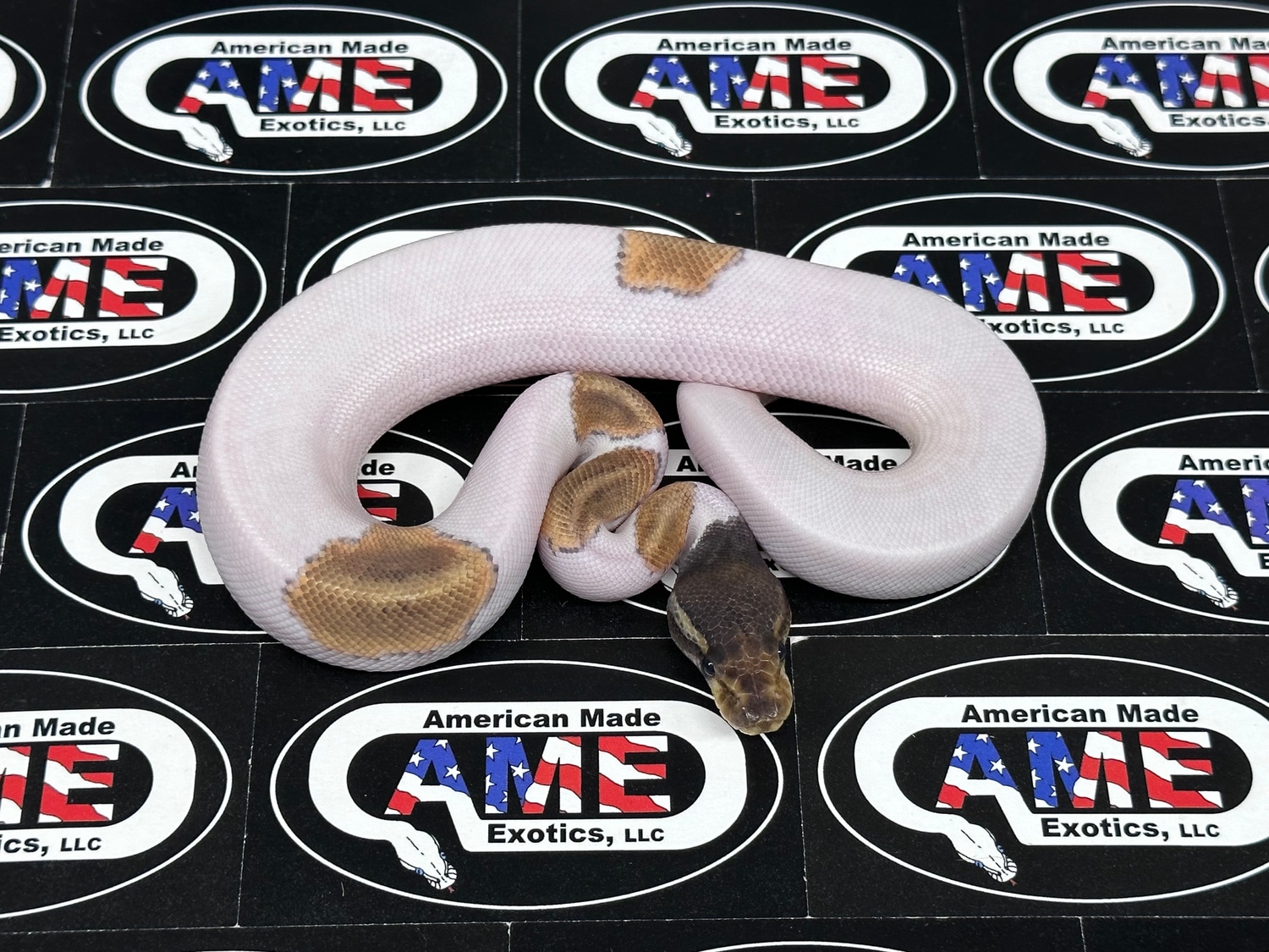 Pied Mojave Possible Leopard Or Cinnamon 100% Het Candy Ball Python by ...