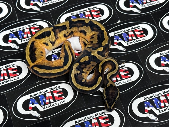 Pied Possible Trojan And Leopard Ball Python by American Made Exotics, LLC
