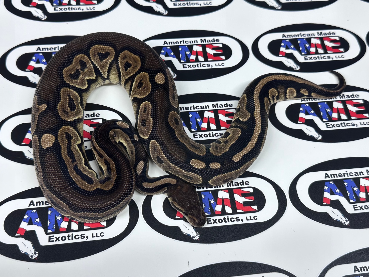 Cinnamon 100% Het Tri-Stripe Ball Python by American Made Exotics, LLC ...