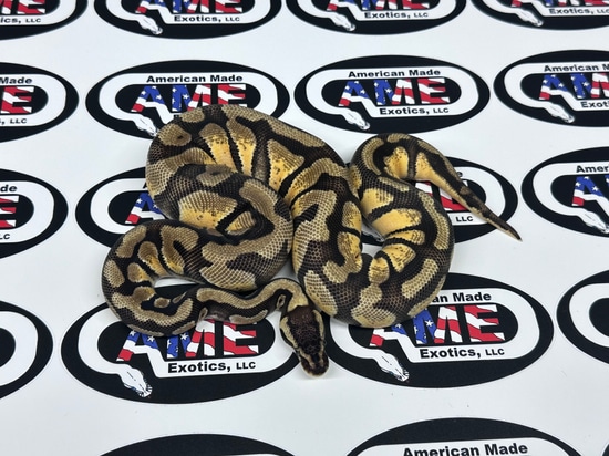 Pastel Enchi 100% Het Tri-Stripe Ball Python by American Made Exotics, LLC