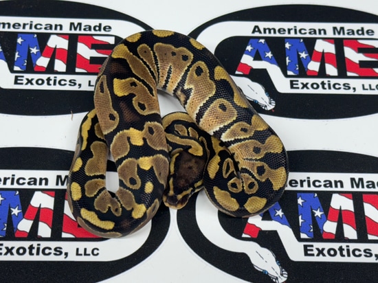 100% Het Zebra 100% Het Clown 100% Het Hypo Ball Python by American Made Exotics, LLC