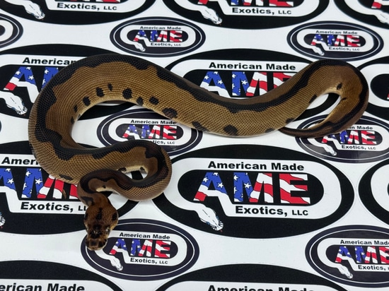Clown Leopard 100% Het Pied Ball Python by American Made Exotics, LLC