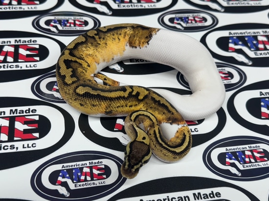 Pied Pastel 100% Het Candy Ball Python by American Made Exotics, LLC
