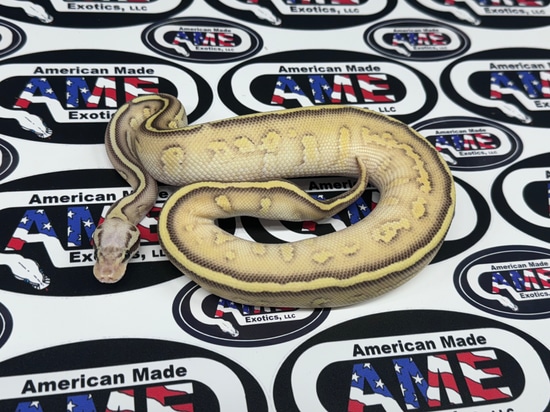 Stranger Lesser Firefly (Possible Enchi) 100% Het Clown Ball Python by ...