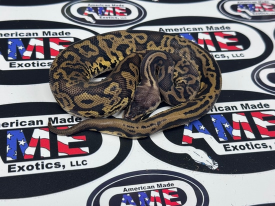 Leopard Pastel 100% Het Candy 50% Pos Het Pied Ball Python by American ...