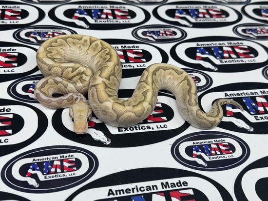 Bamboo Super Pastel 100% Het Cryptic 100% Het Desert Ghost Ball Python ...