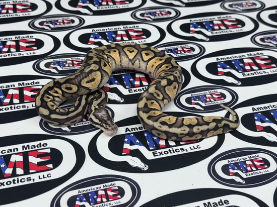 Super Pastel 100% Het Clown 100% Het Desert Ghost Ball Python by ...