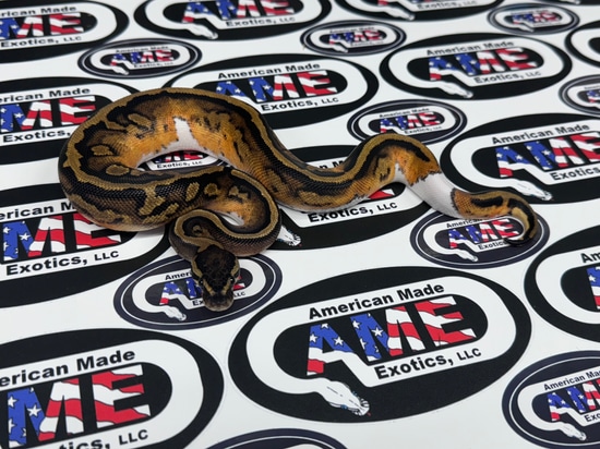 Pied Possible Trojan And Leopard Ball Python by American Made Exotics, LLC