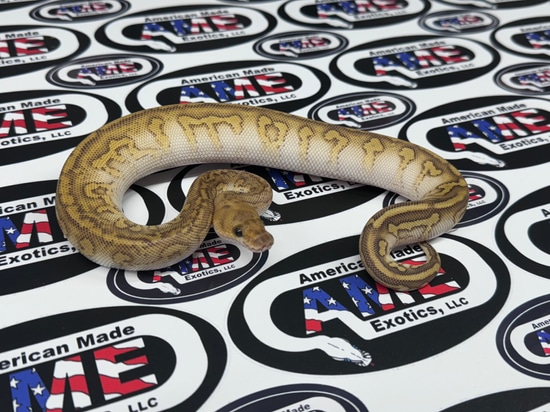 Clown Stranger Lesser Ball Python by American Made Exotics, LLC