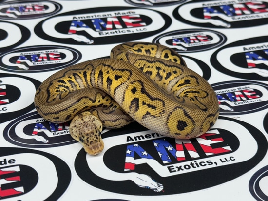 Clown Stranger Pastel Ball Python by American Made Exotics, LLC
