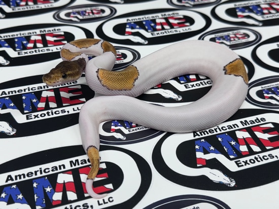 Pied Mojave Possible Leopard Or Cinnamon 100% Het Candy Ball Python by ...
